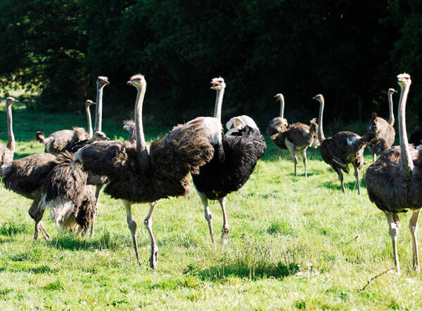 La ferme d'autruches - Bretagne Autruches - Guidel